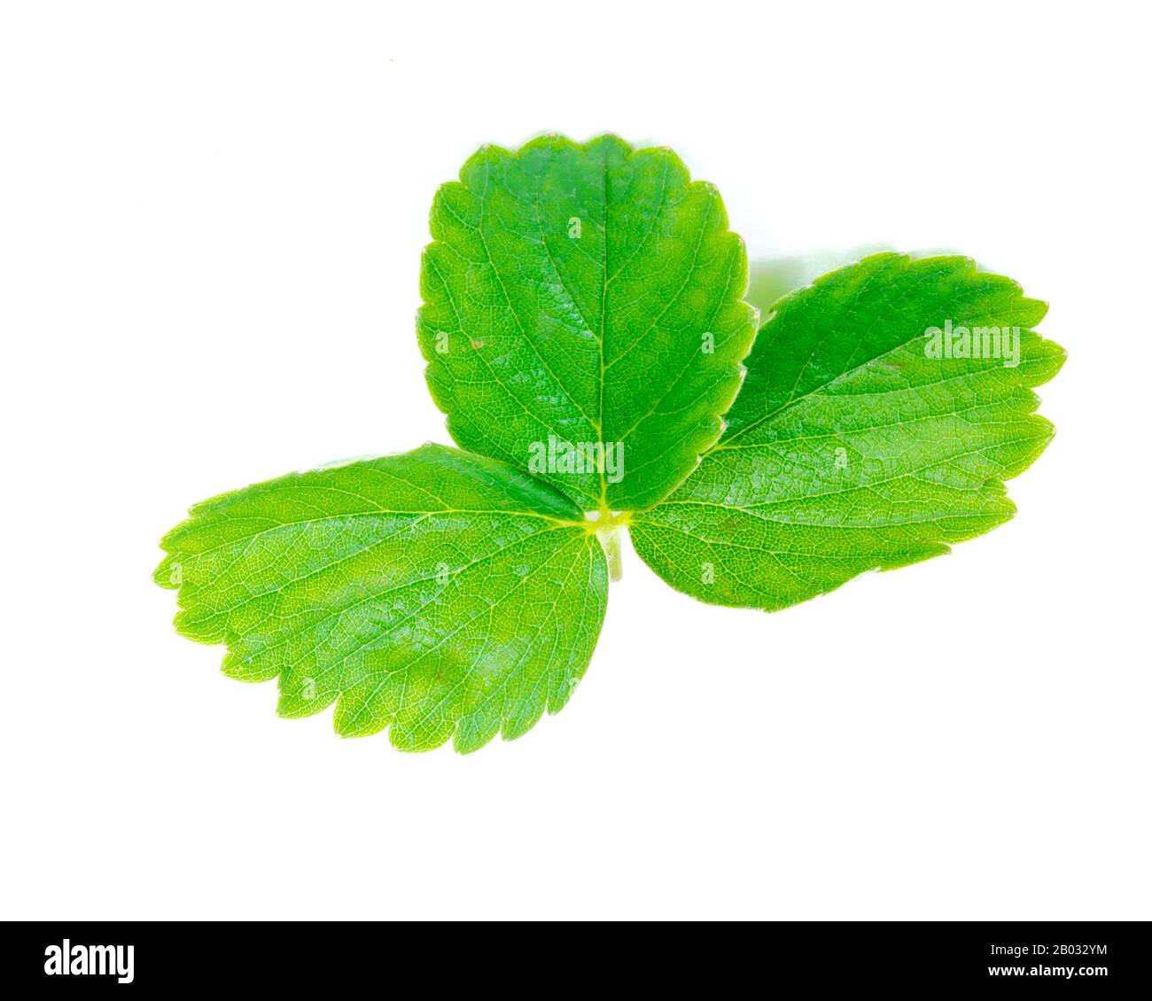 Green and fresh strawberries leaves isolated on white background Stock ...