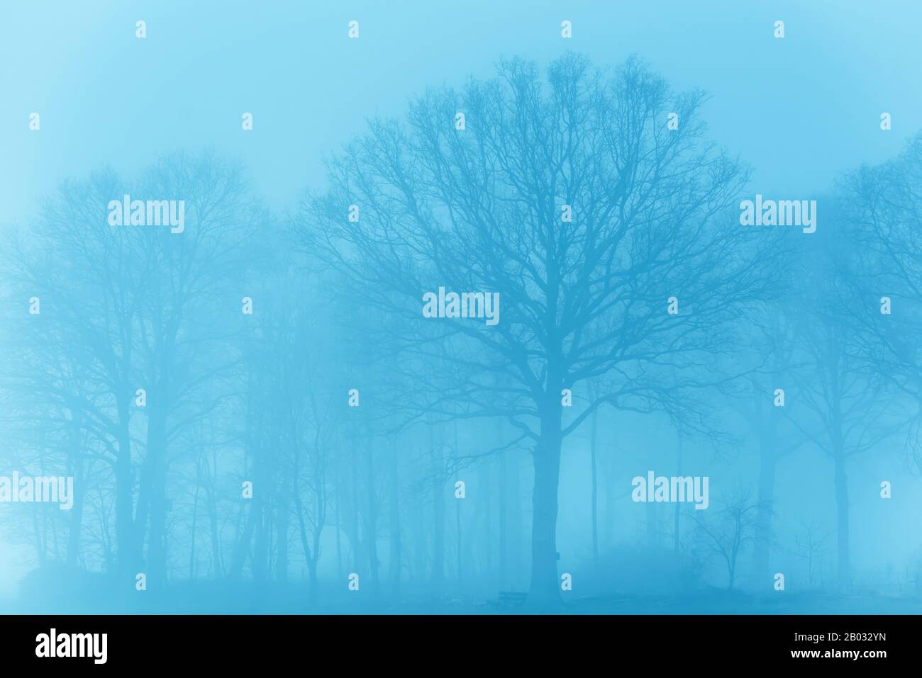 Trees in mist in rural landscape Stock Photo - Alamy