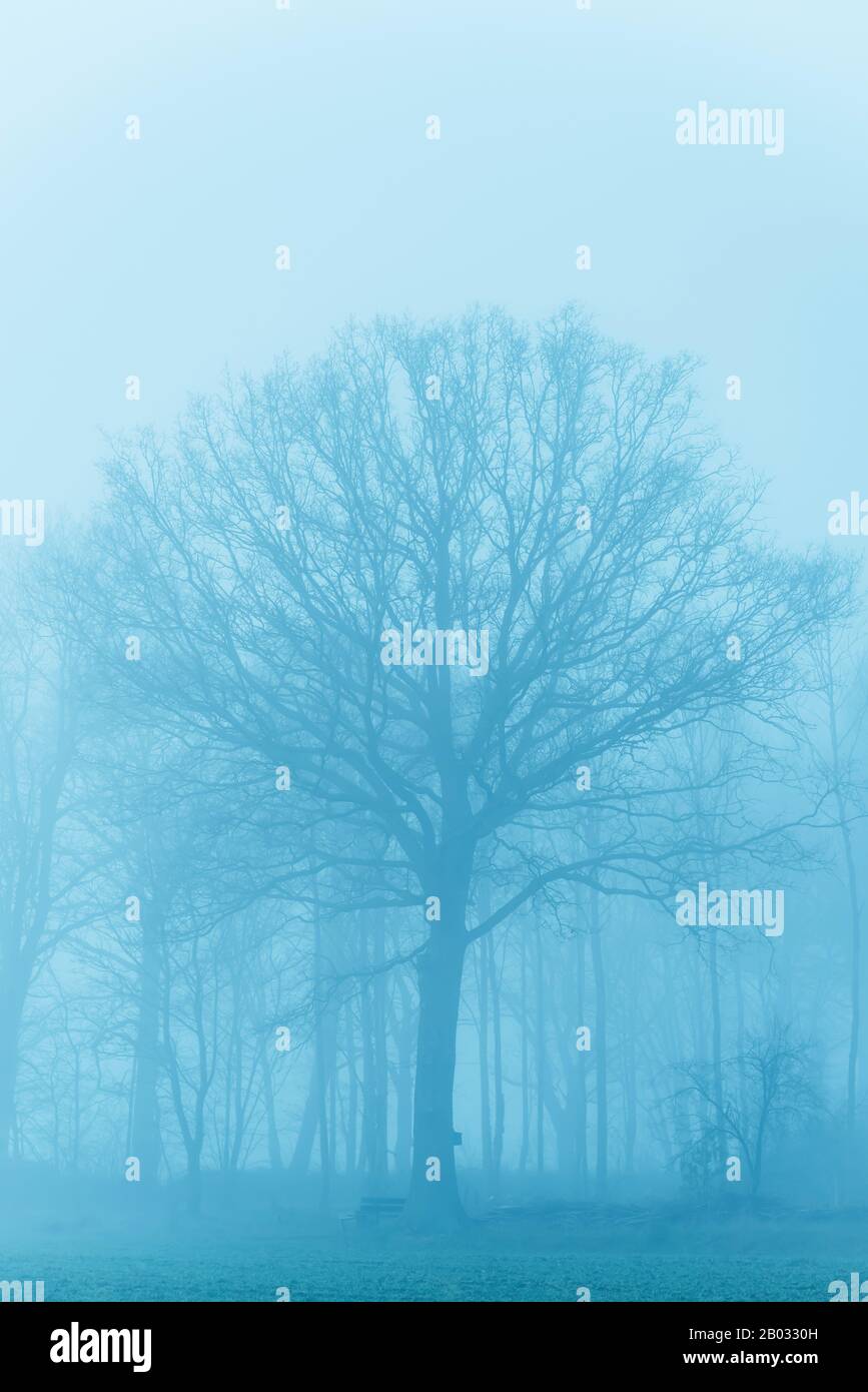 Trees in mist in rural landscape Stock Photo - Alamy