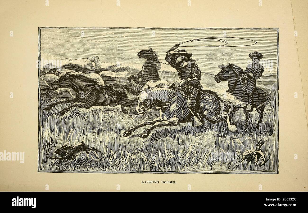 Cowboy lasso cattle illustration hi-res stock photography and images ...