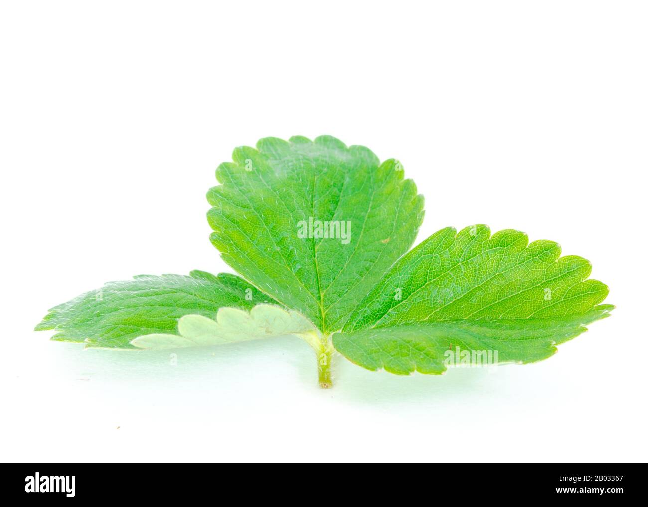 Green and fresh strawberries leaves isolated on white background Stock ...
