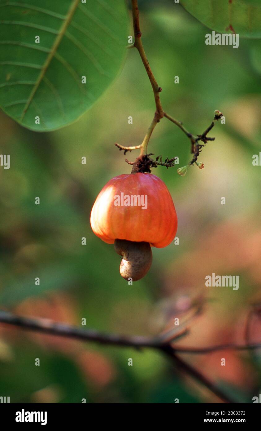 Indian applications hi-res stock photography and images - Alamy