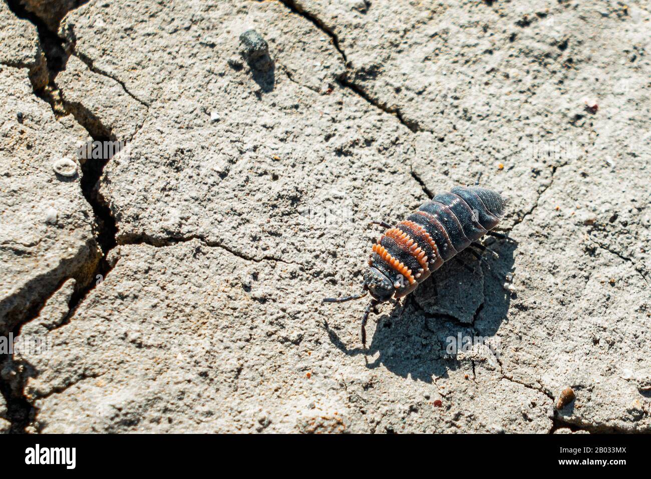 Woodlouse woodlice oniscidea hi-res stock photography and images - Alamy