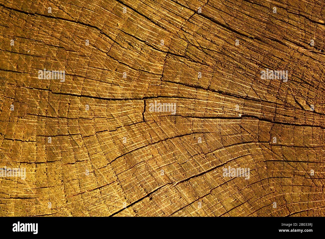 The picture shows a background with a structured tree trunk Stock Photo ...