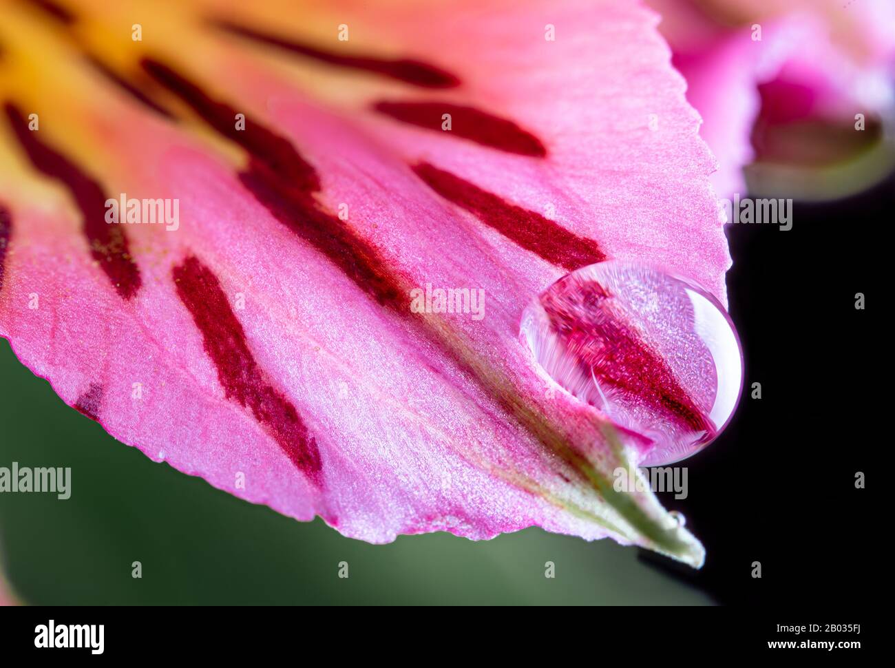 Water drop peruvian lily hi-res stock photography and images - Alamy
