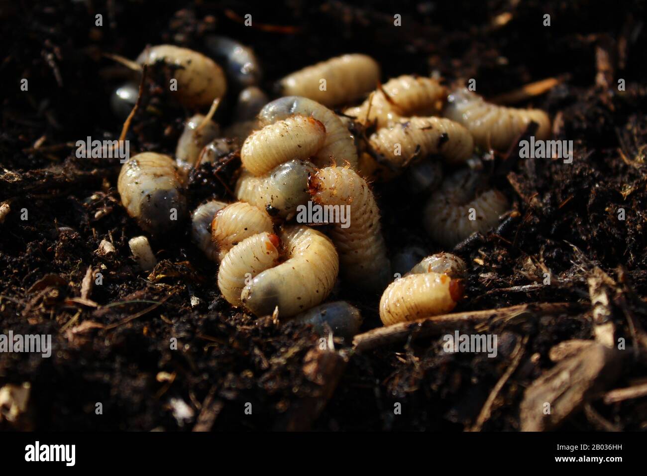 The picture shows rose chafer larvae in the compost pile Stock Photo ...