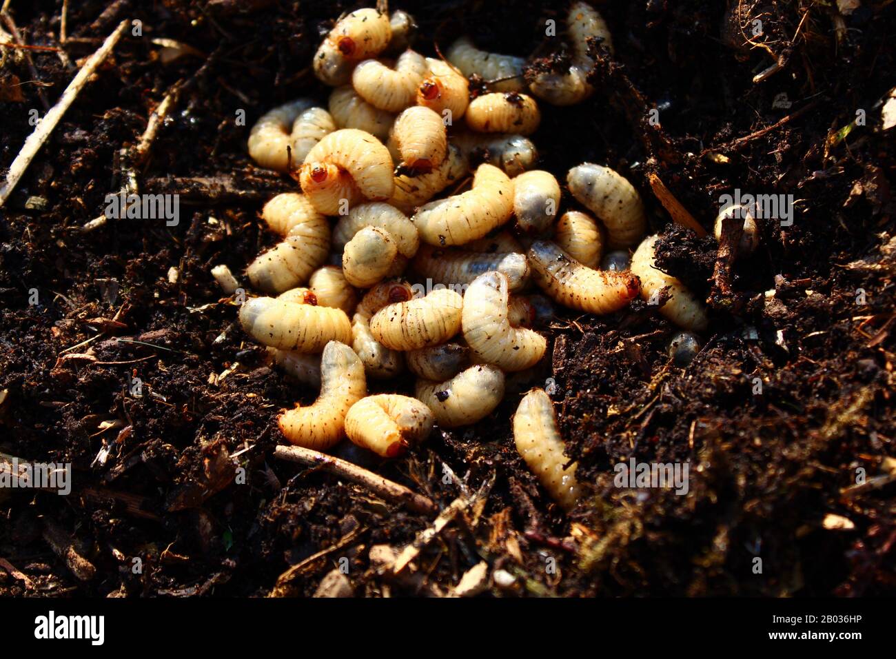 Chafer Beetle Larvae High Resolution Stock Photography and Images - Alamy