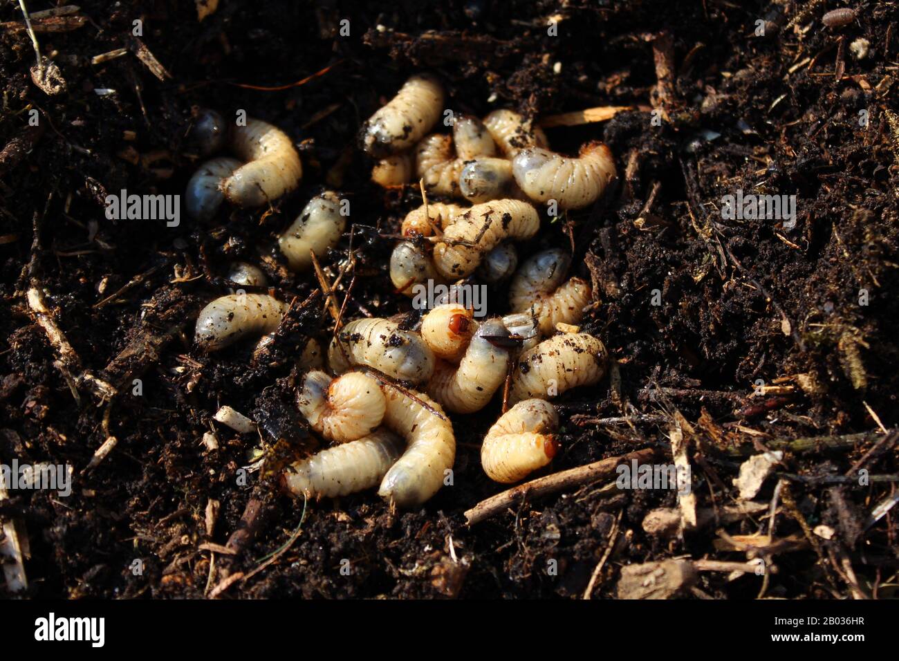 Chafer beetle larvae hi-res stock photography and images - Alamy
