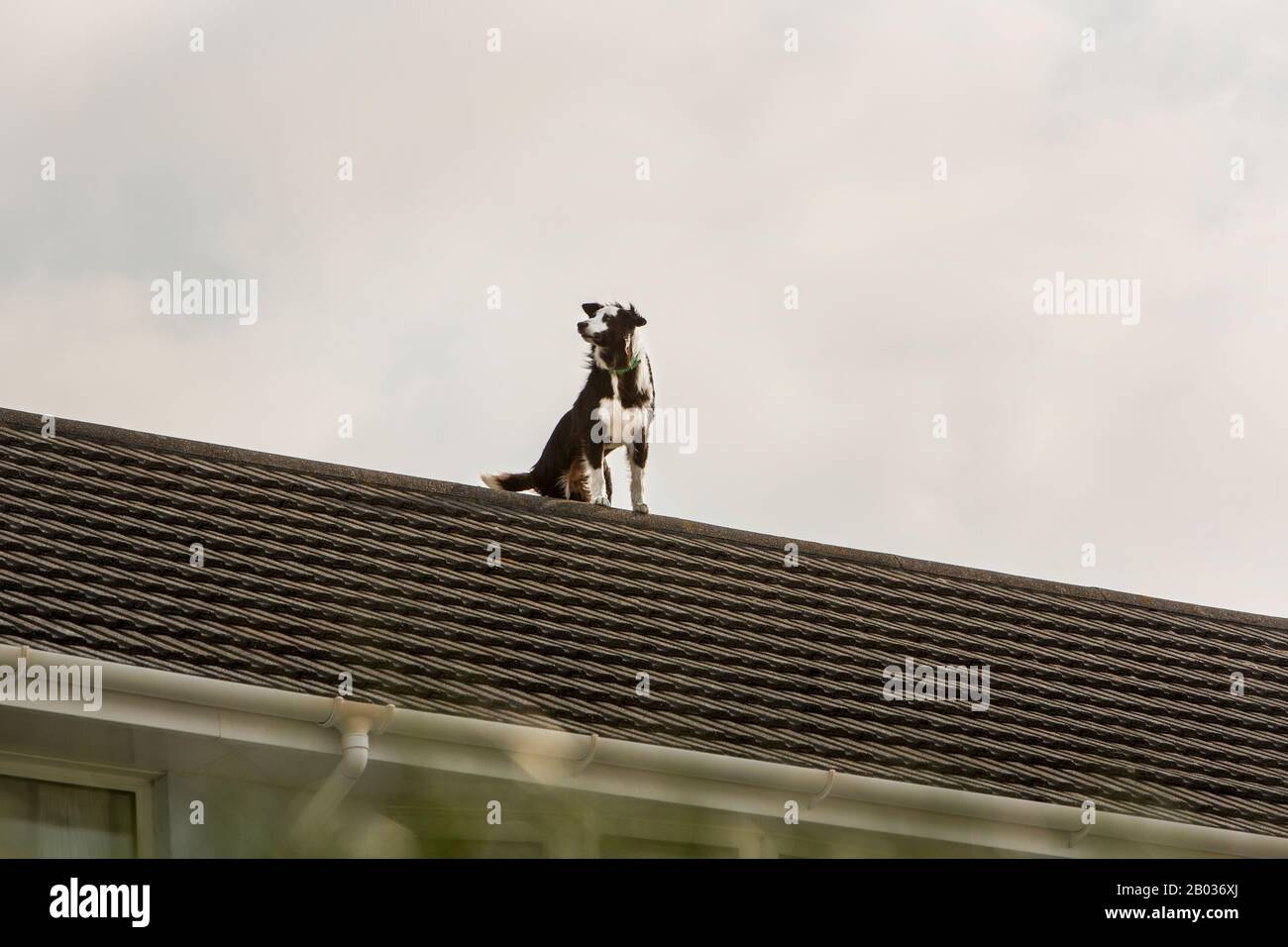 Dog on roof hi-res stock photography and images - Alamy