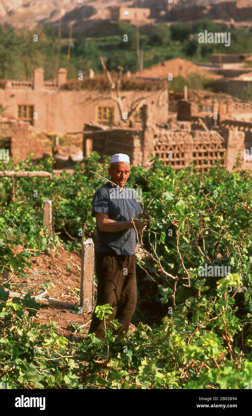 Tuyoq or Tuyugou is an ancient oasis-village in the Taklamakan desert ...