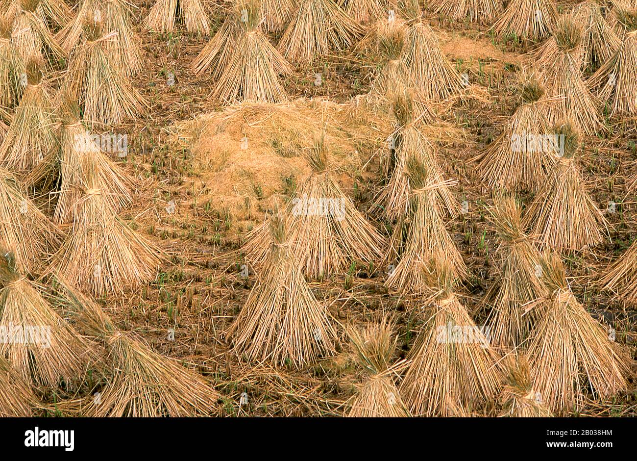 Rice is the seed of the monocot plants Oryza sativa (Asian rice) or ...