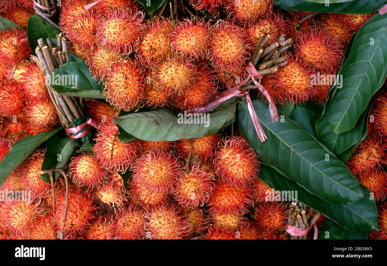 The rambutan (Nephelium lappaceum) is a medium-sized tropical tree in ...