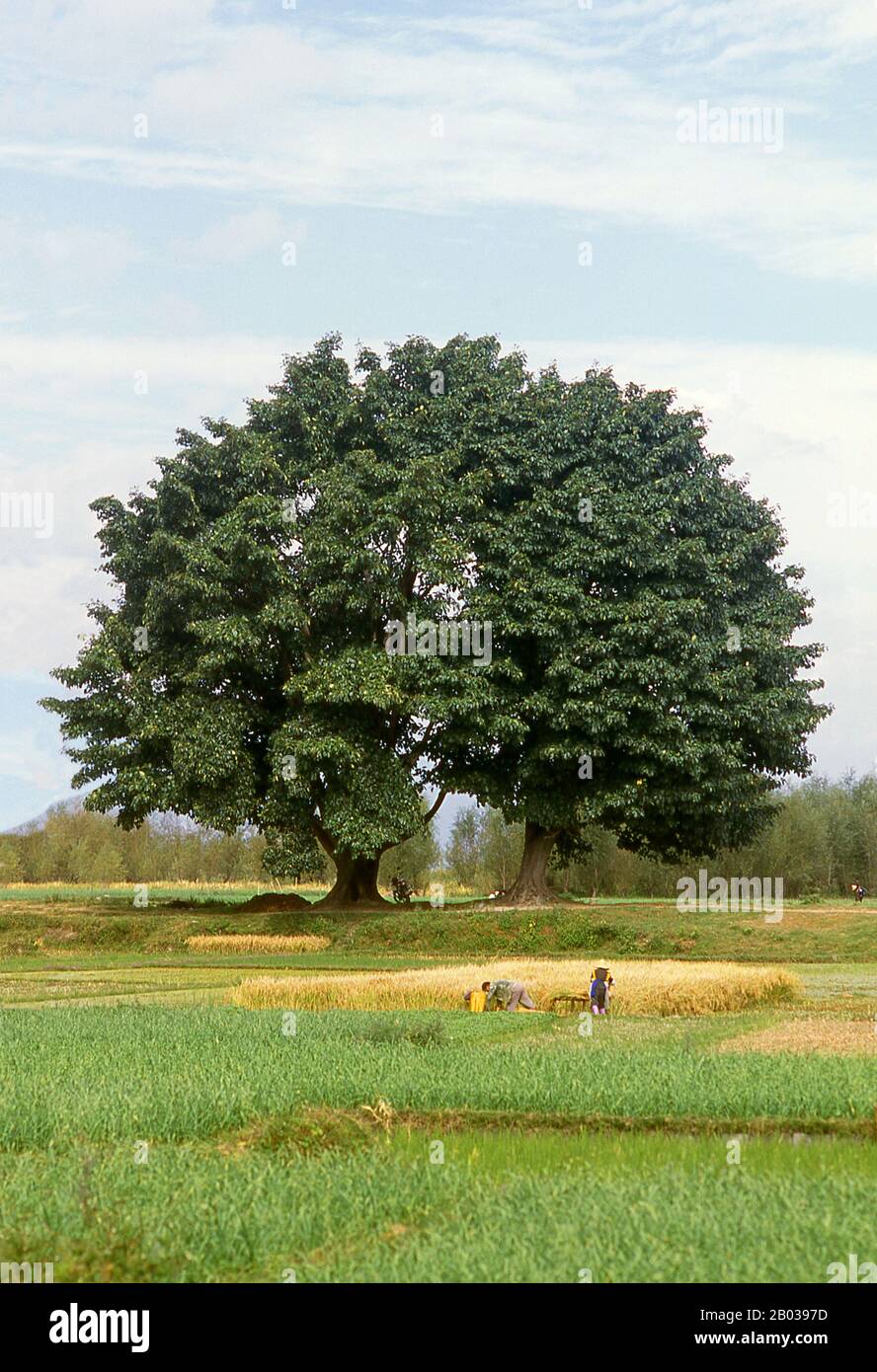 Rice is the seed of the monocot plants Oryza sativa (Asian rice) or ...