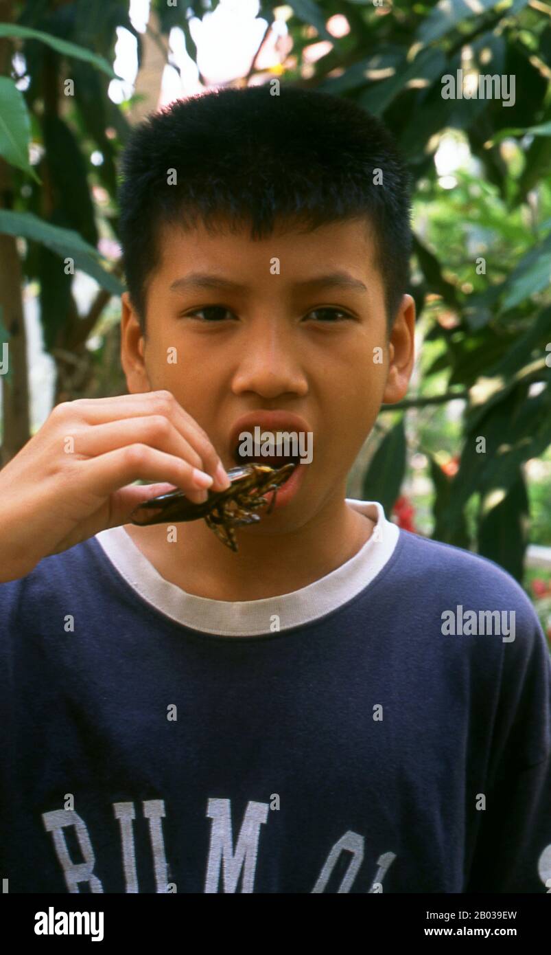 Giant water bugs are eaten deep fried as well as lightly boiled. The ...
