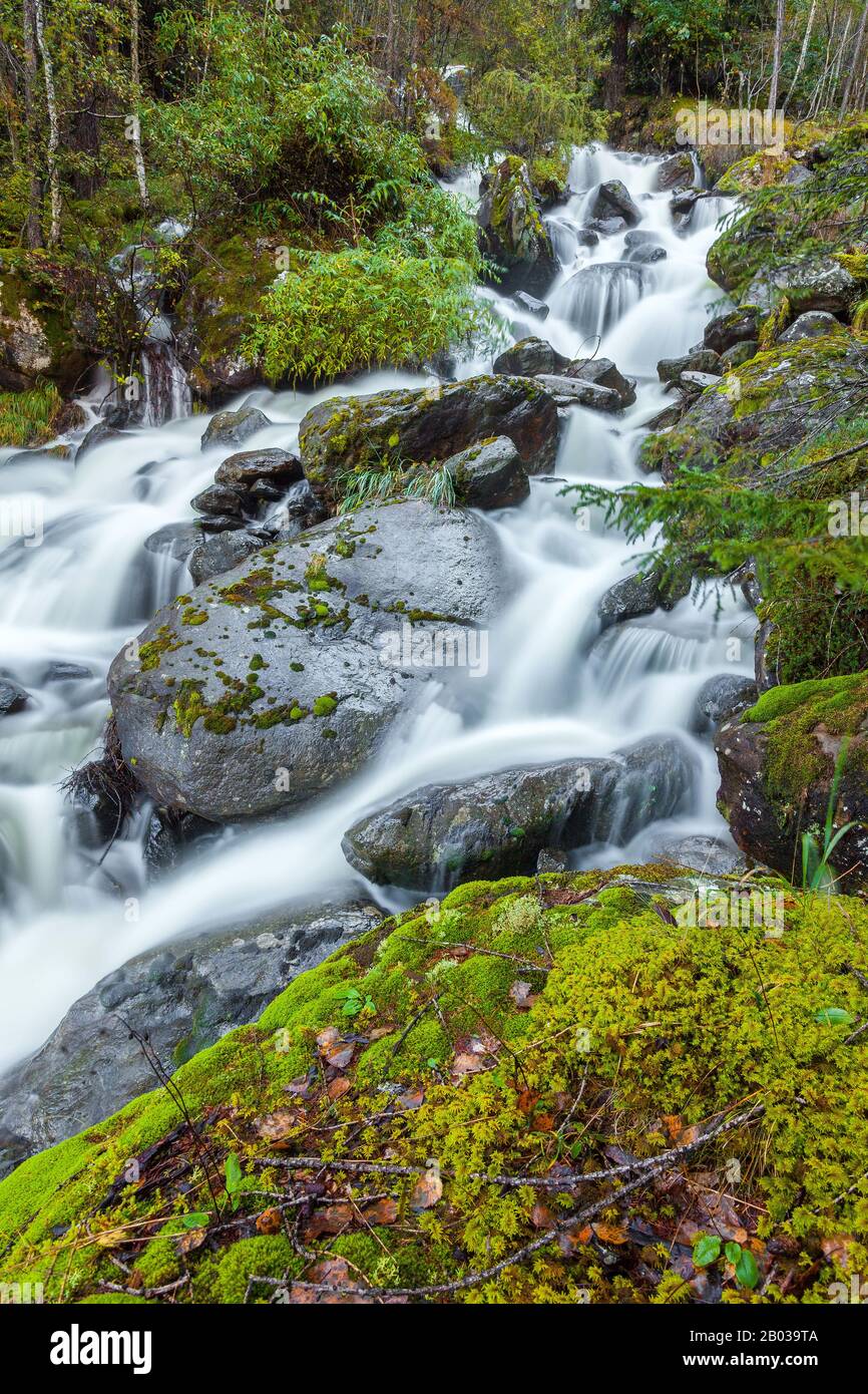 undergrowth with stream and small waterfalls Stock Photo - Alamy