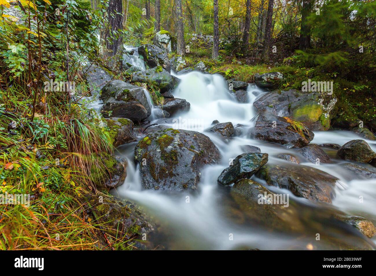 undergrowth with stream and small waterfalls Stock Photo - Alamy
