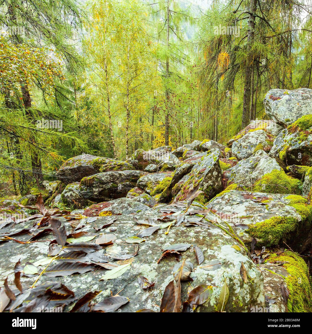Undergrowth of trees hi-res stock photography and images - Alamy
