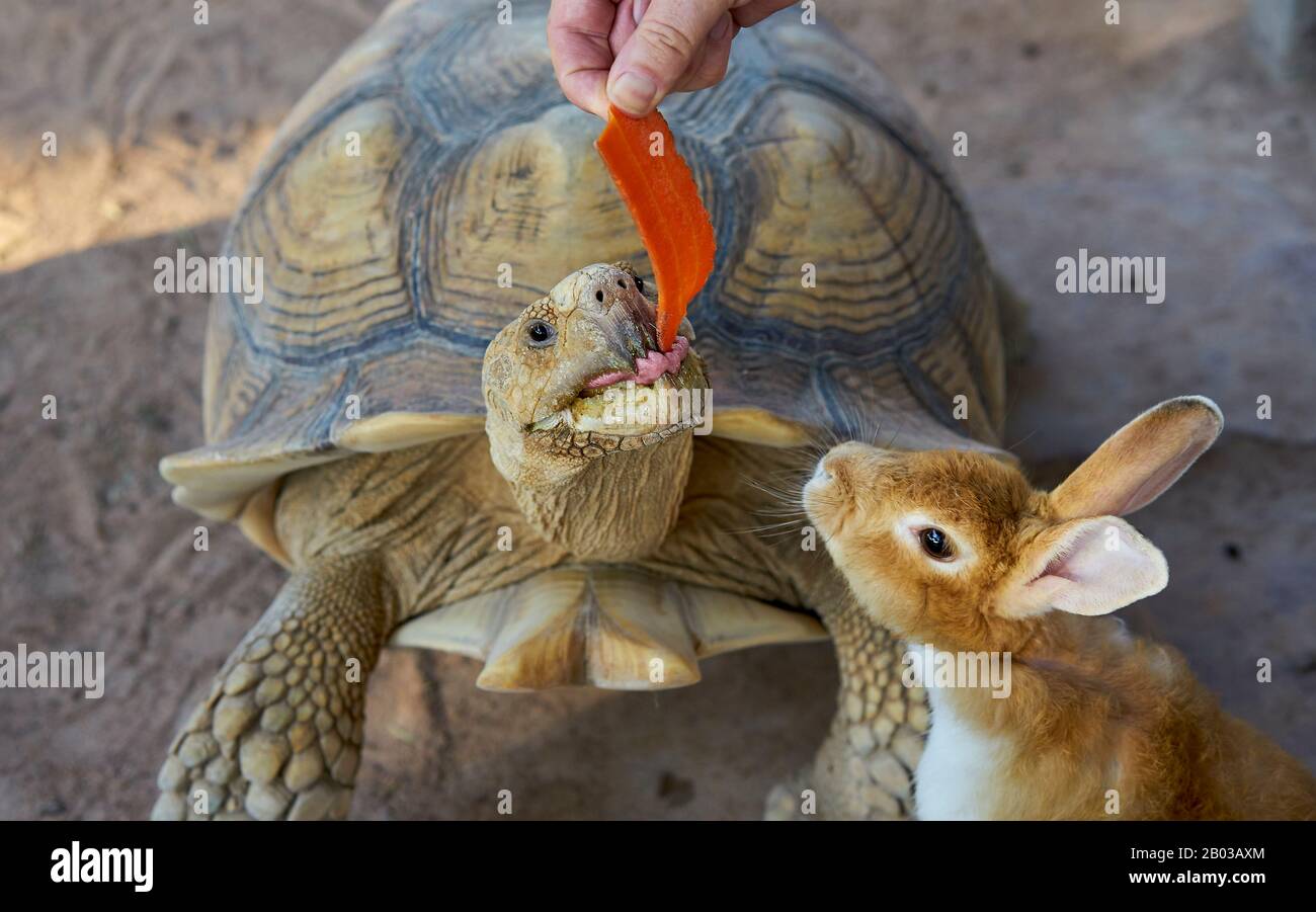 Rabbit and turtle hi-res stock photography and images - Alamy