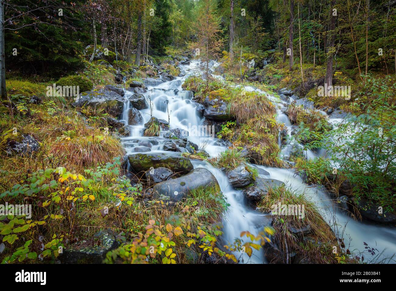 undergrowth with stream and small waterfalls Stock Photo - Alamy