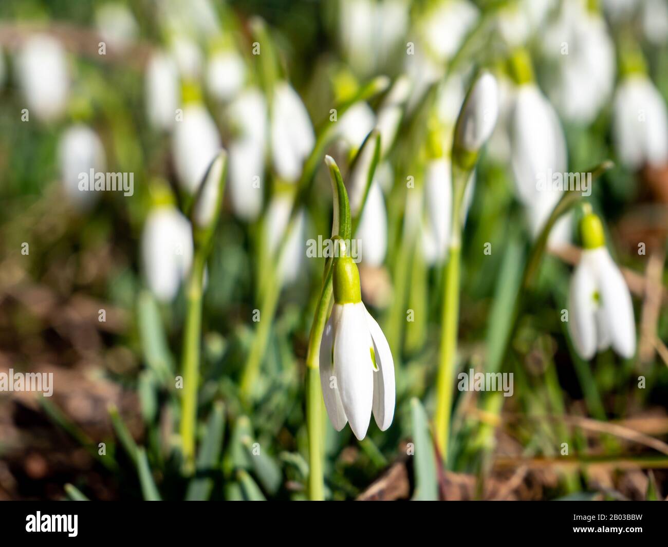 Springflower hi-res stock photography and images - Alamy