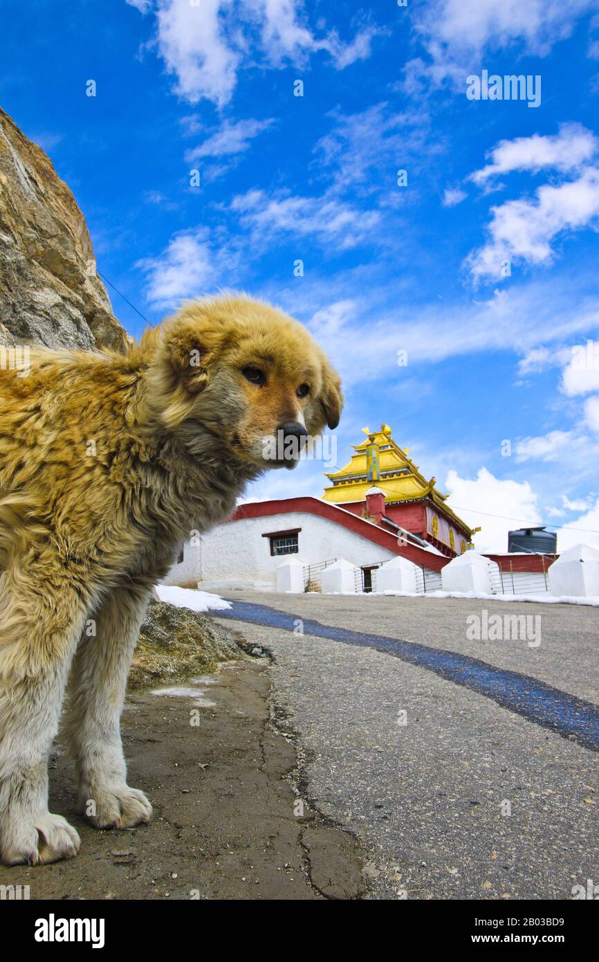 Abandoned dog in Ladakh. India Stock Photo - Alamy