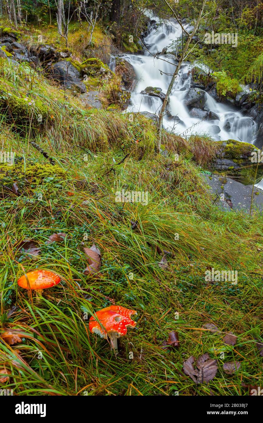 undergrowth with stream and small waterfalls Stock Photo - Alamy