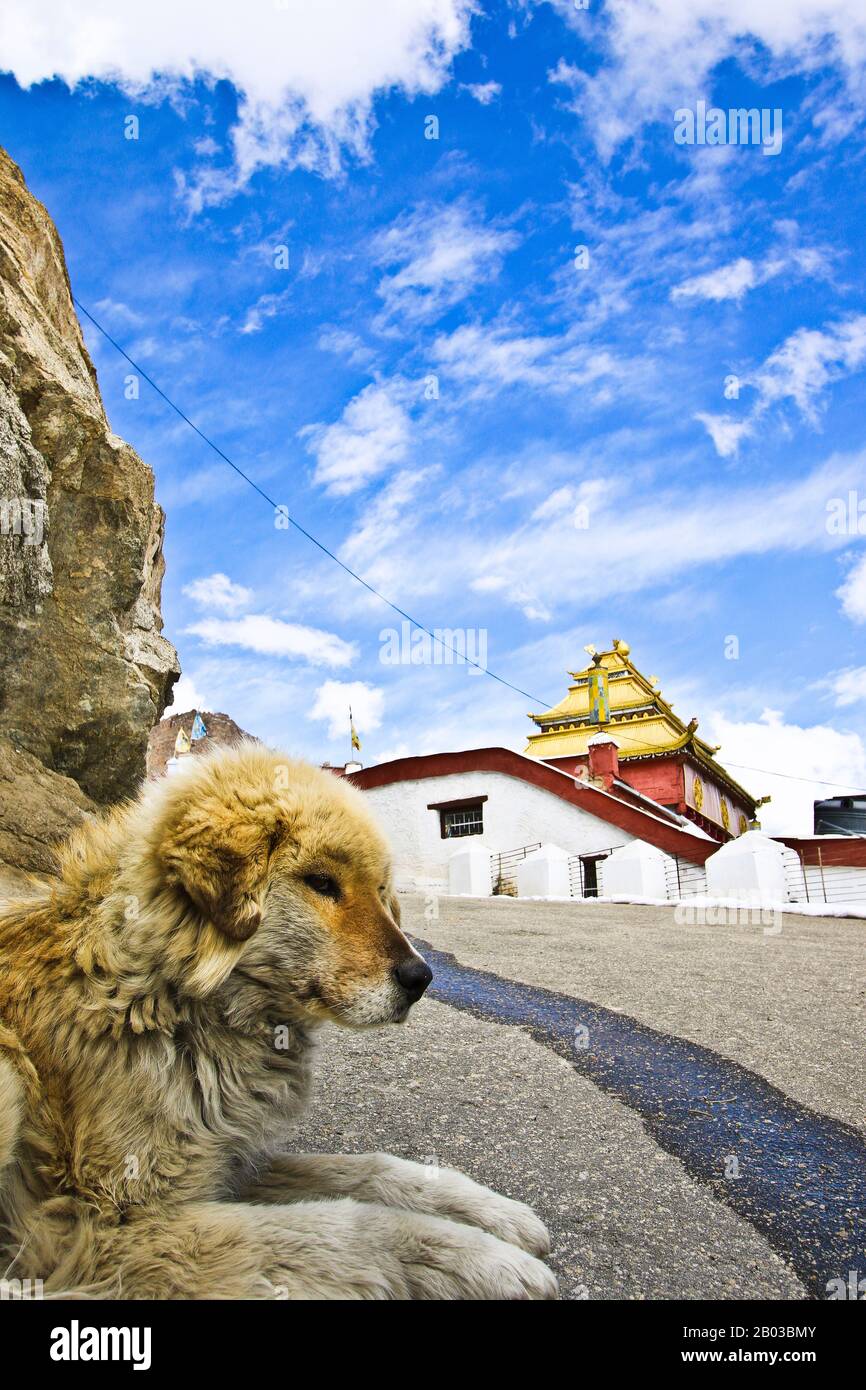 Abandoned dog in Ladakh, India Stock Photo - Alamy