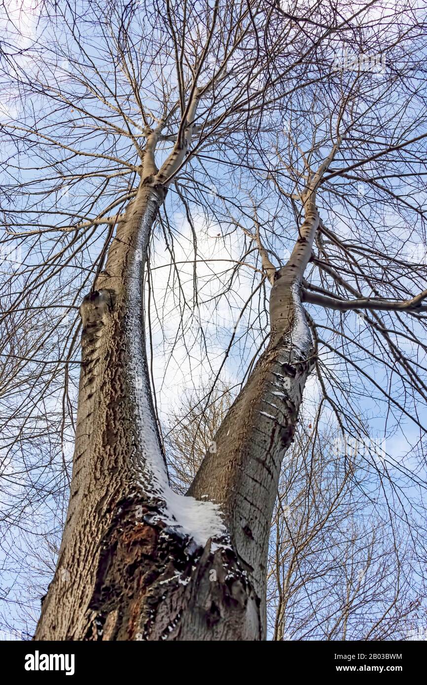 Deciduous Tree In Winter