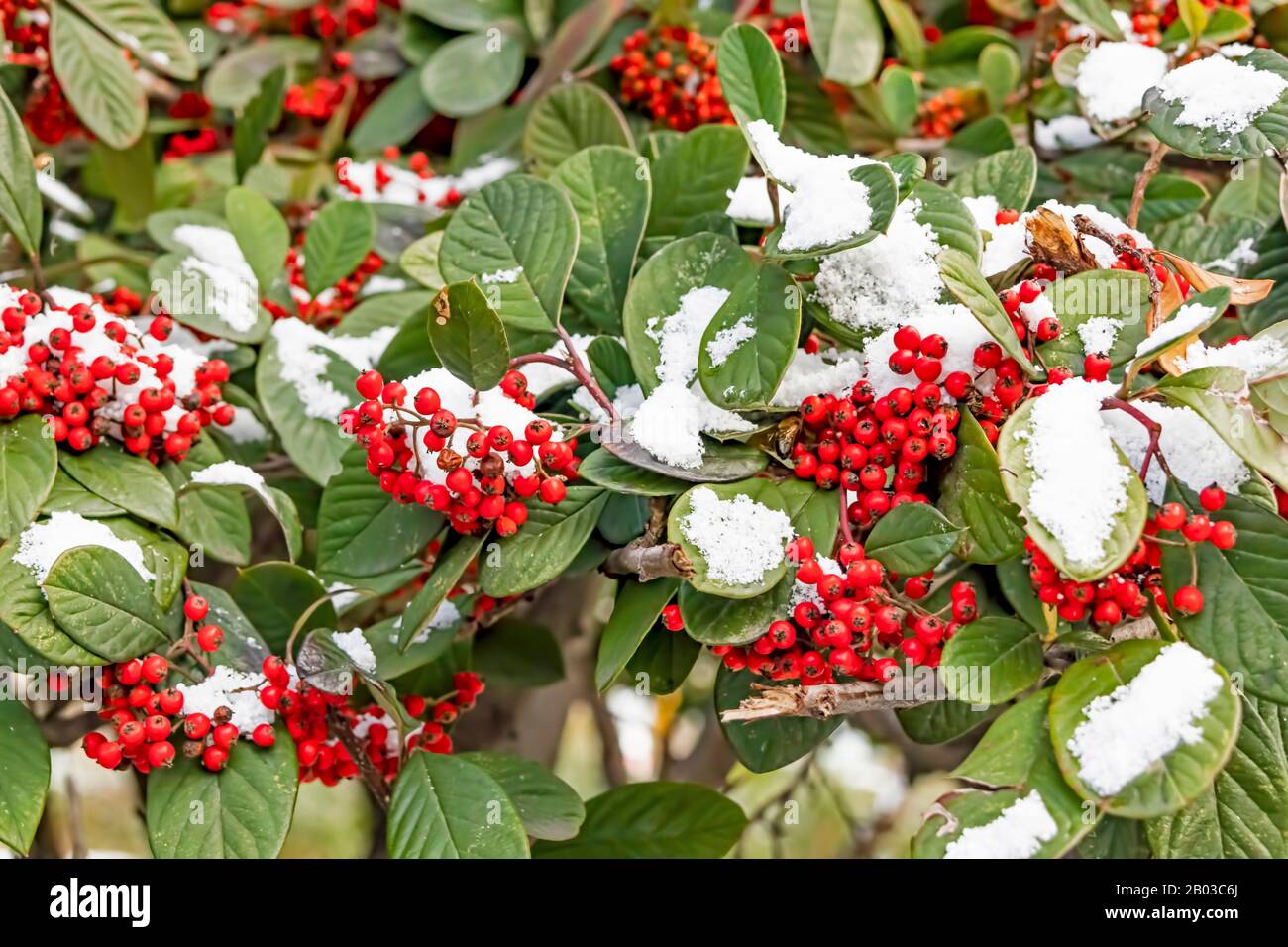 Cotoneaster lacteus hi-res stock photography and images - Alamy