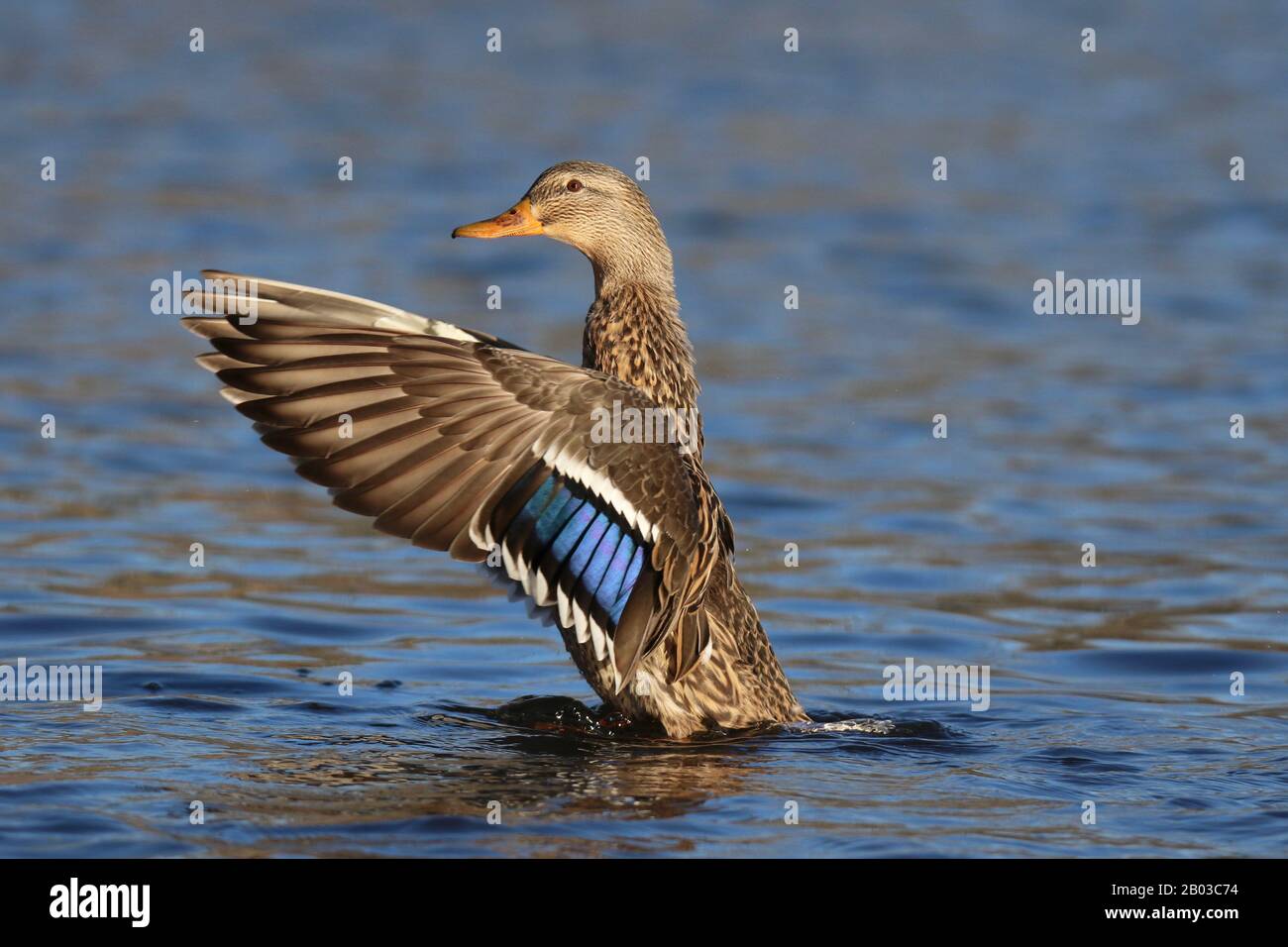 Female mallard duck with purple feathers hi-res stock photography and ...