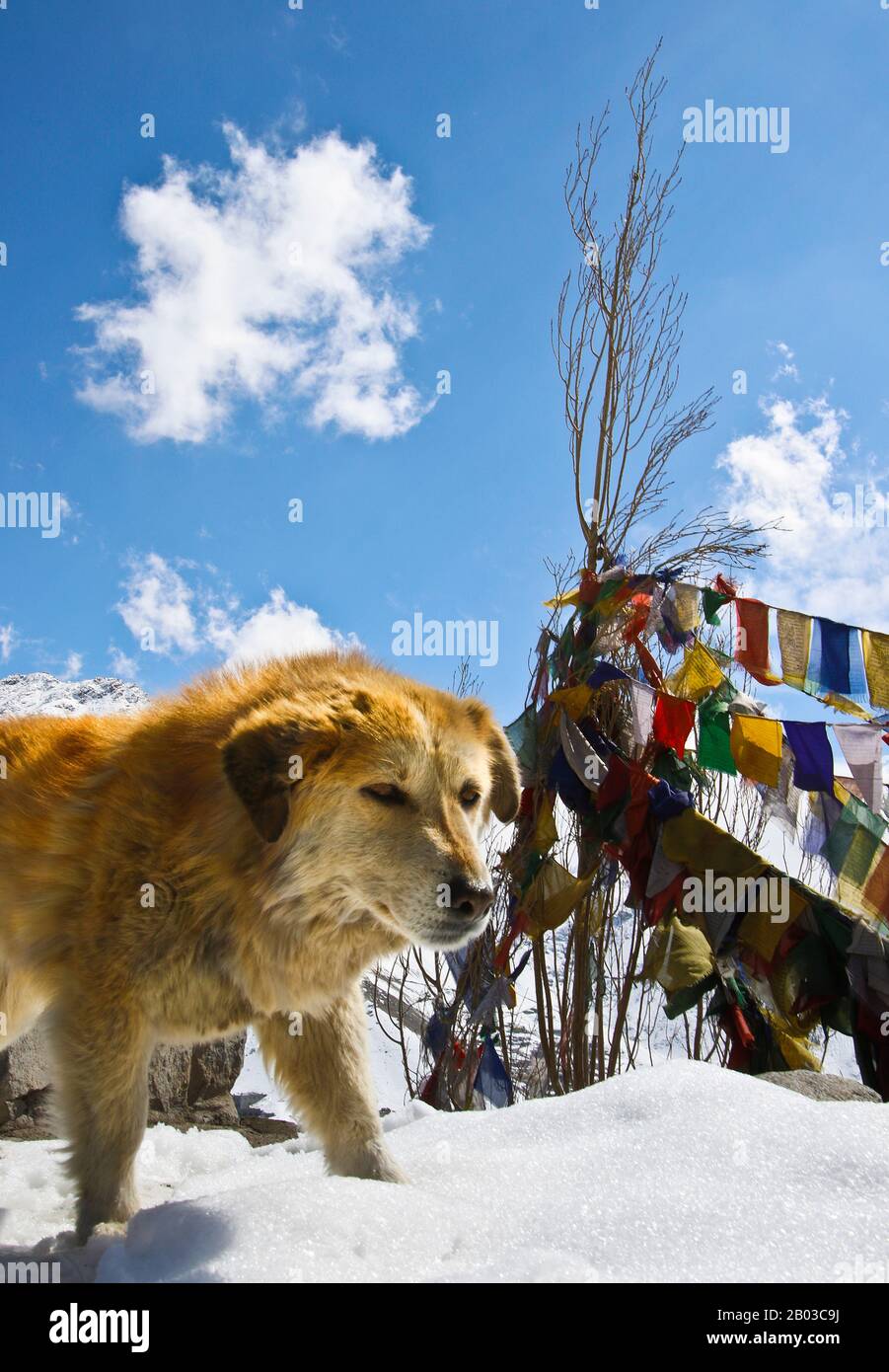 Abandoned dog in Ladakh. India Stock Photo - Alamy