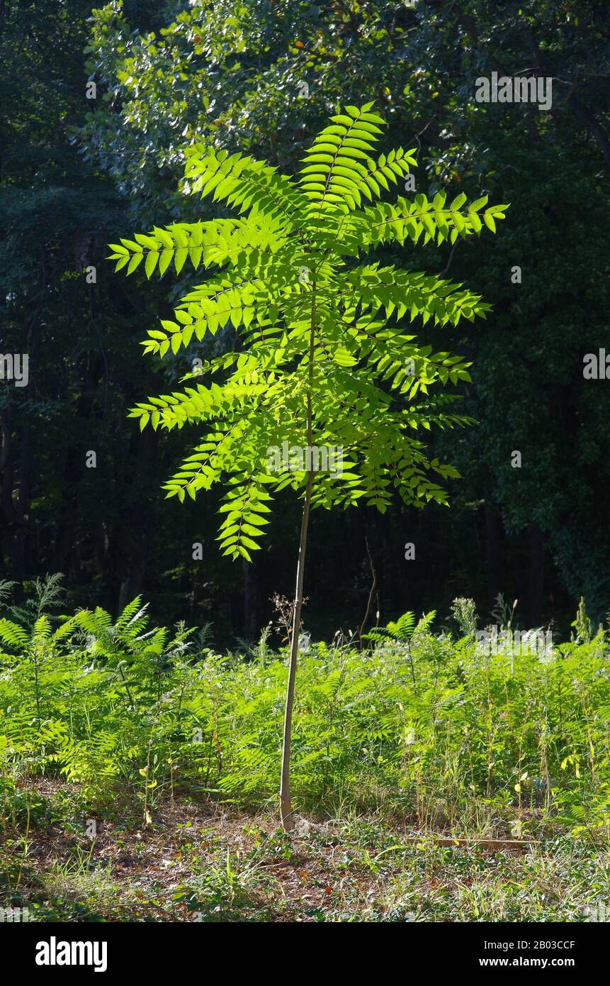Chinese clear tree, wild walnut (Ailanthus altissima). Invasive plant ...