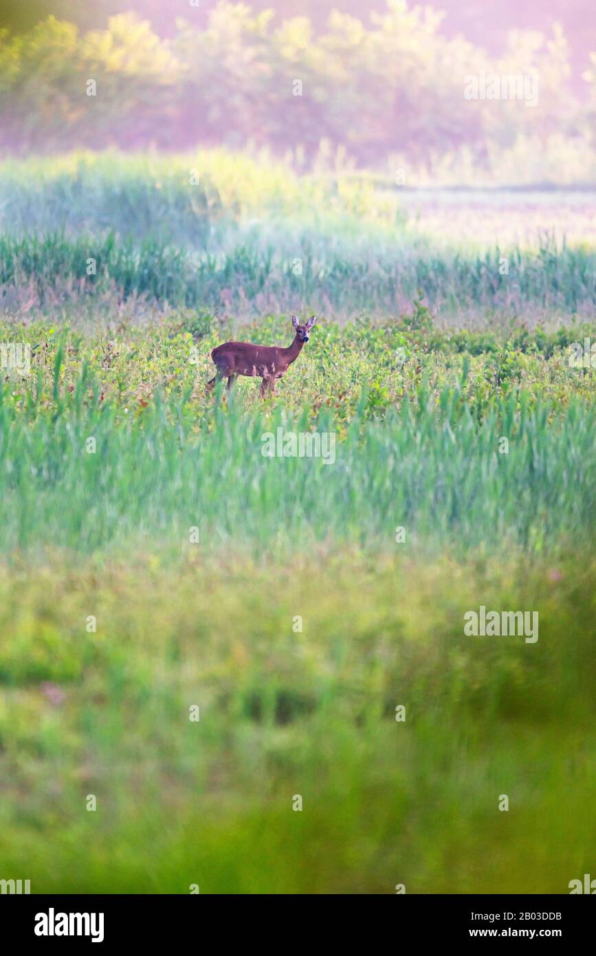 Roe deer doe between reed early in the morning Stock Photo - Alamy