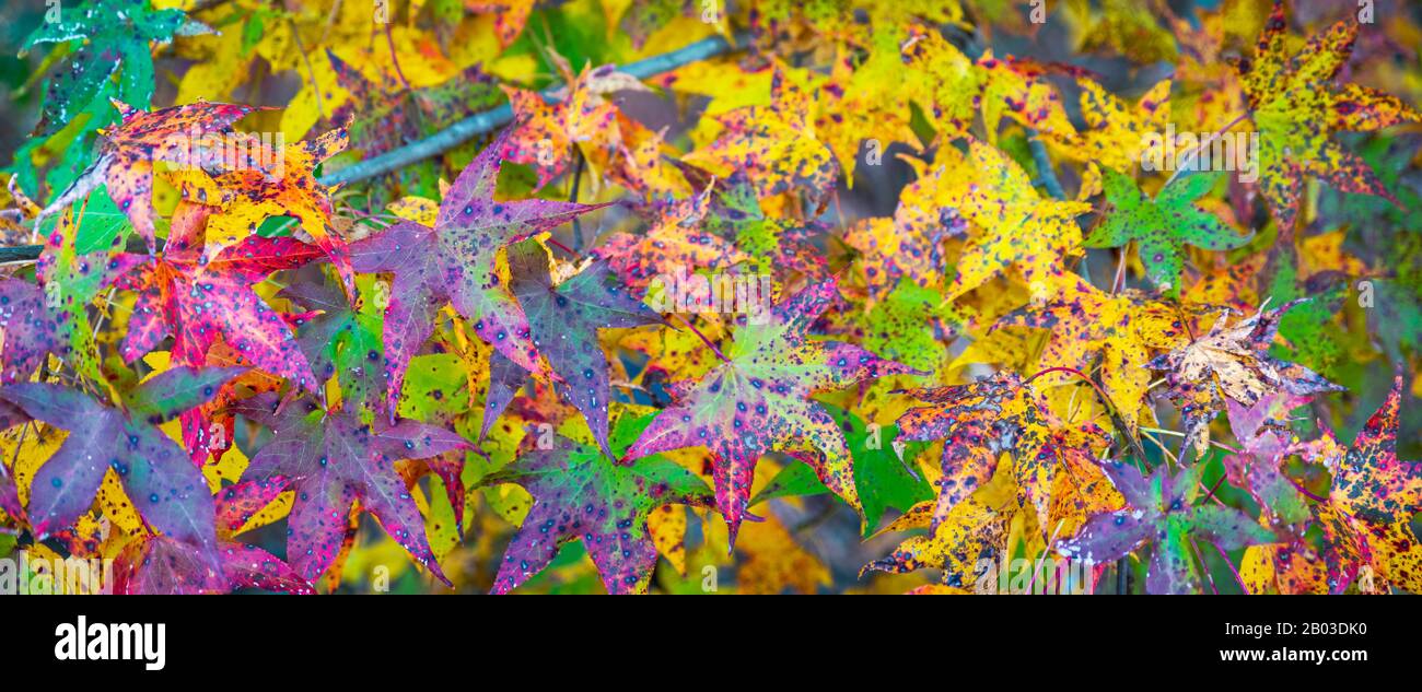 Colorful fall foliage Stock Photo - Alamy