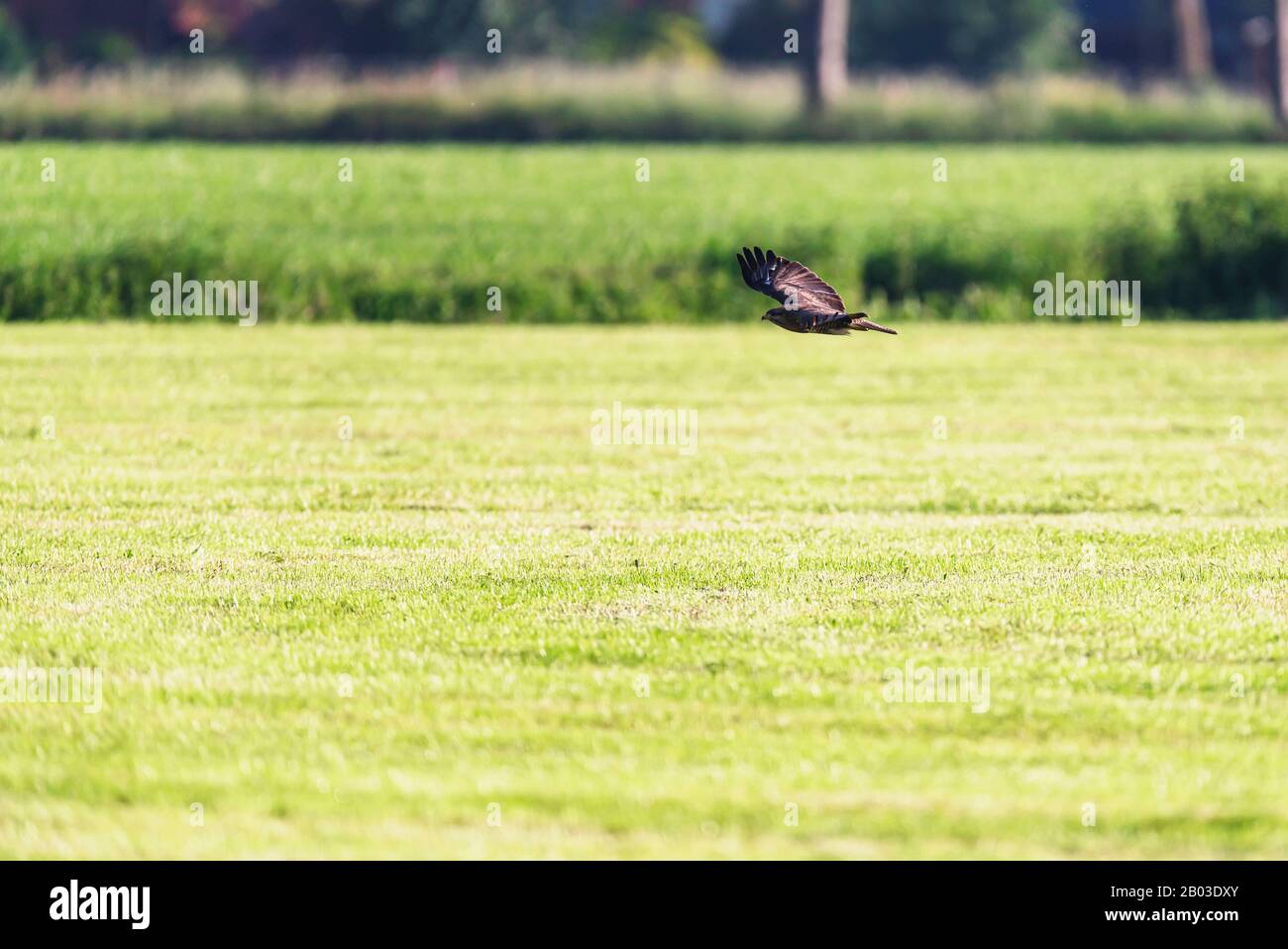 Low flight over green meadow hi-res stock photography and images - Alamy