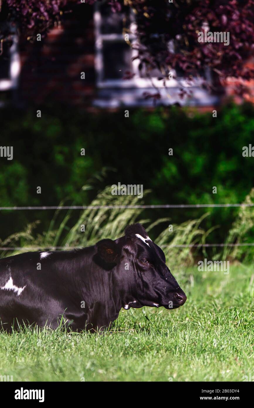 Cow lying under tree in sunny meadow Stock Photo - Alamy