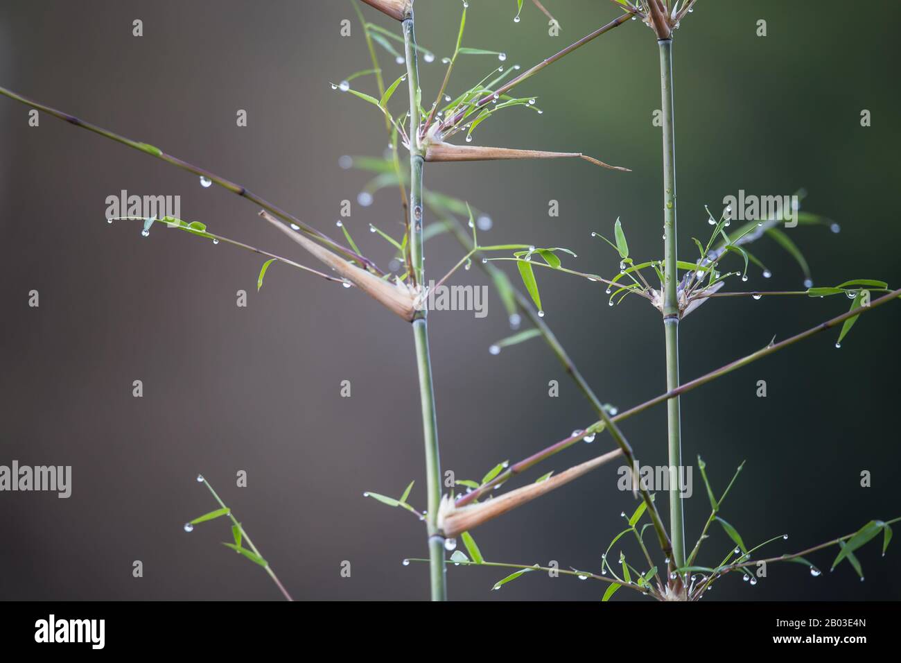 Bamboo leaves with water droplets Stock Photo - Alamy