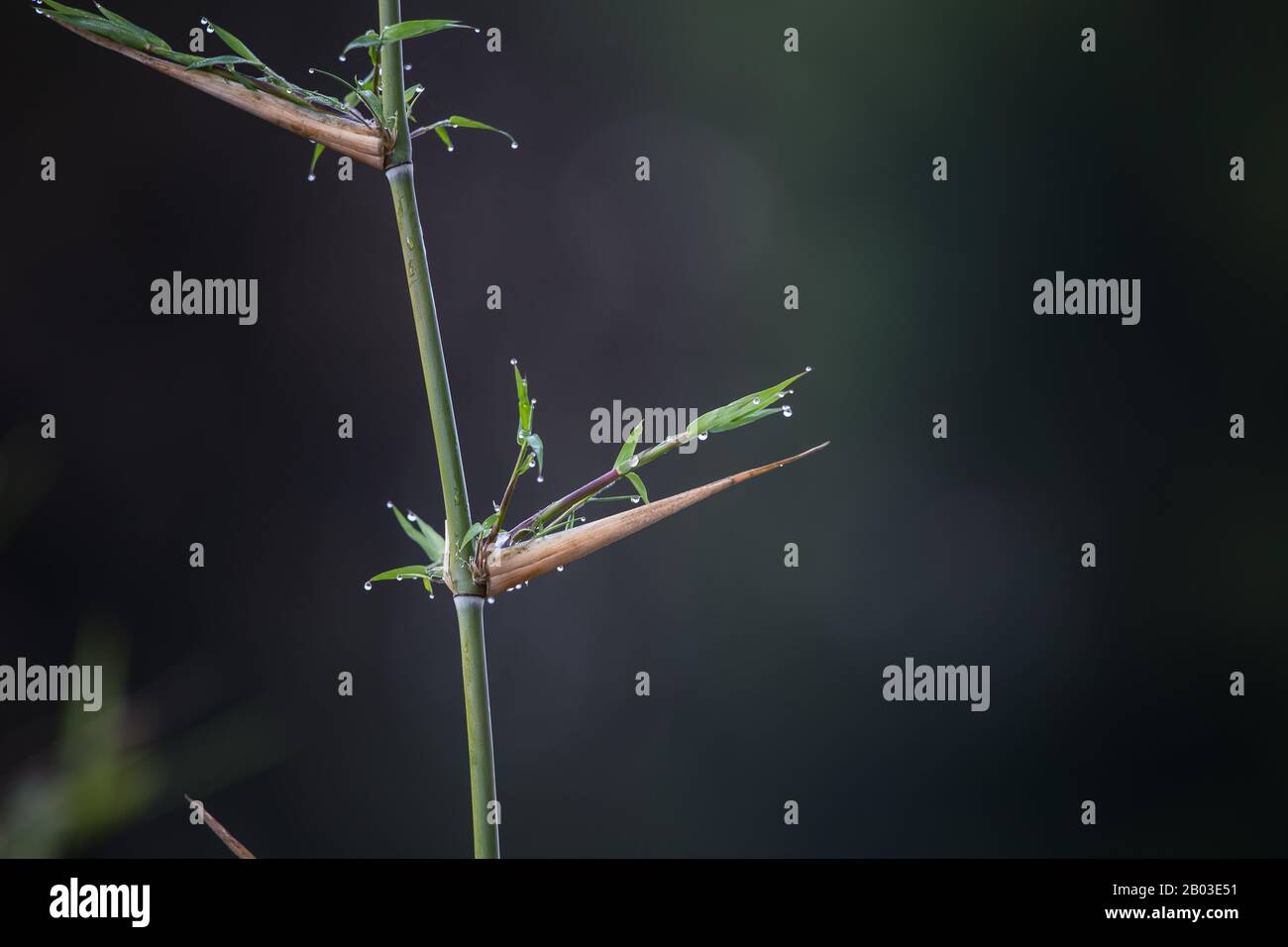 Wet bamboo leaves with rain water hi-res stock photography and images ...
