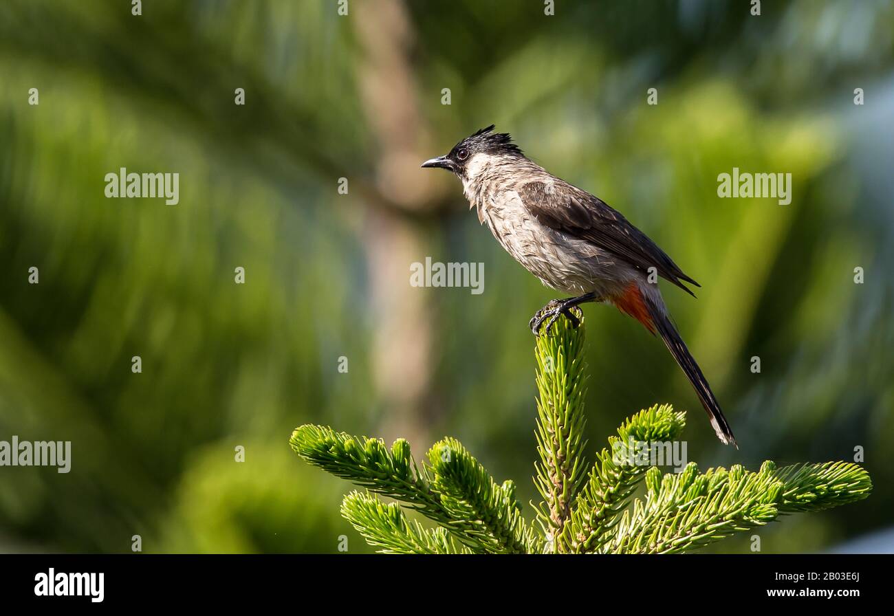 Pycnonotus aurigaster on the pine tree Stock Photo - Alamy