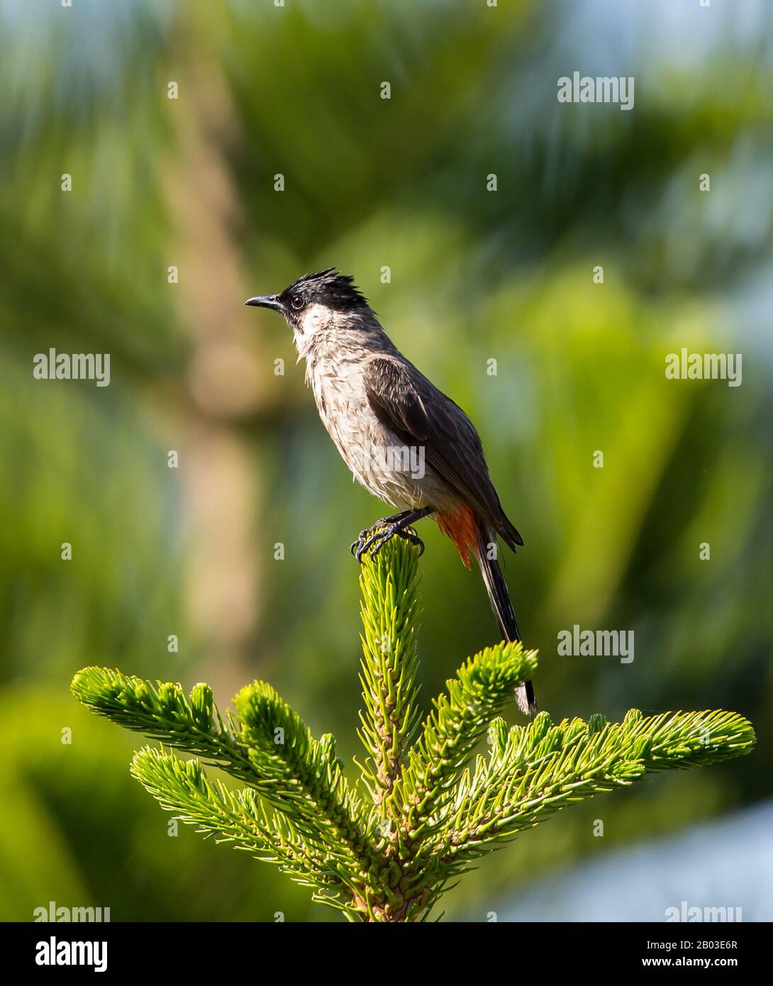 Pycnonotus aurigaster on the pine tree Stock Photo - Alamy