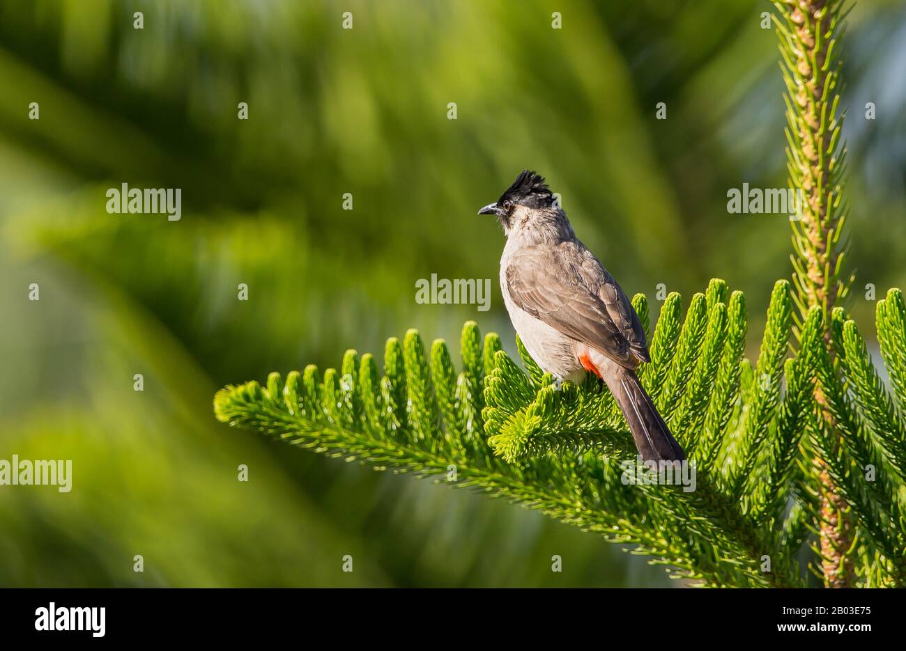 Pycnonotus aurigaster on the pine tree Stock Photo - Alamy