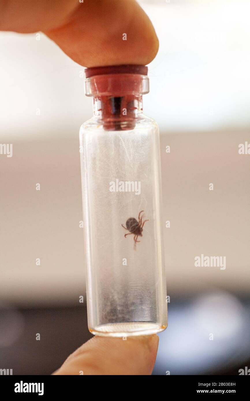 Lime disease hi-res stock photography and images - Alamy