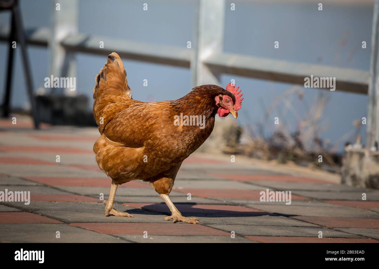 Female hens are walking on the ground Stock Photo - Alamy