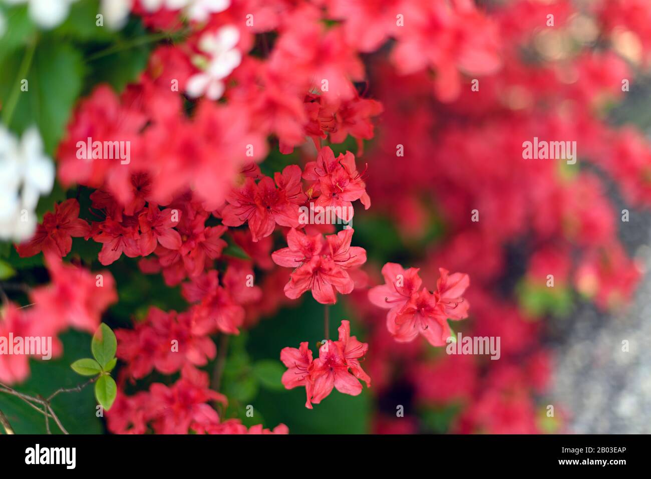Natural red flowers in the park in spring Stock Photo - Alamy