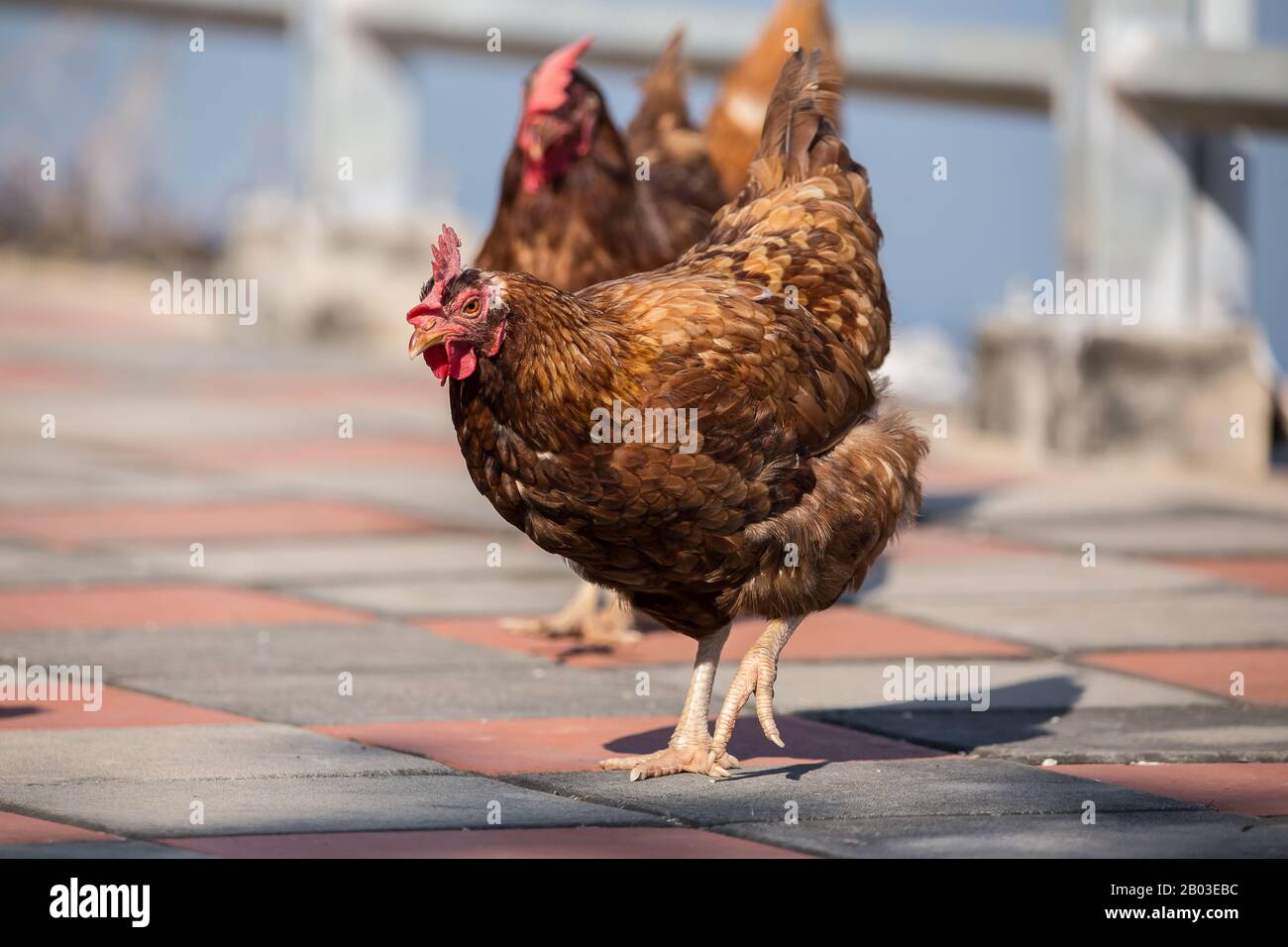 Female hens are walking on the ground Stock Photo - Alamy