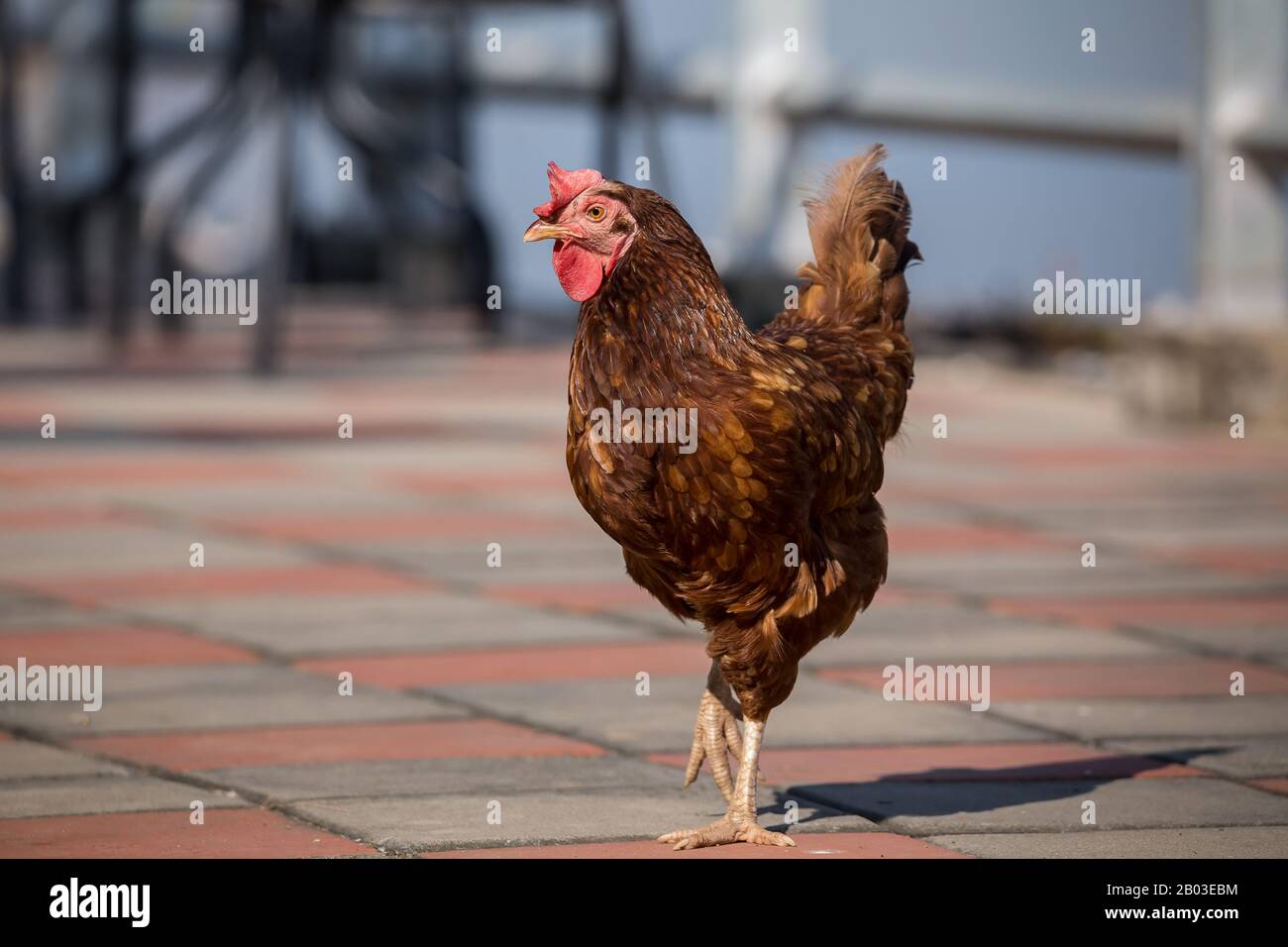 Female hens are walking on the ground Stock Photo - Alamy