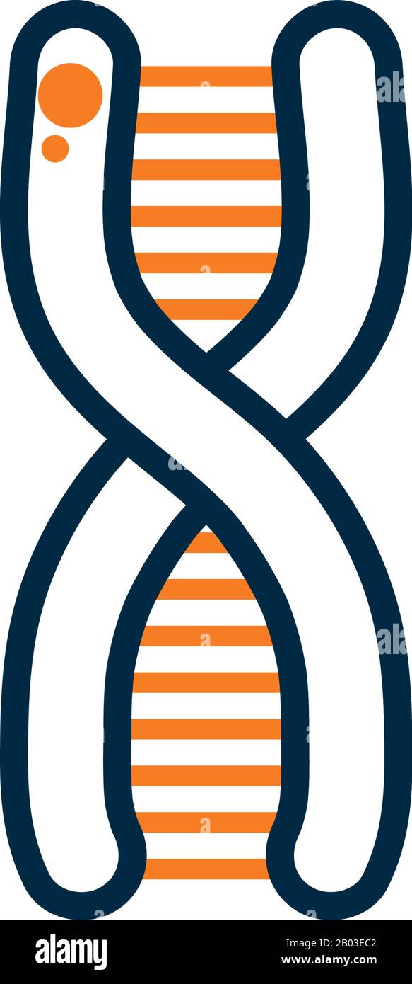 Dna structure half line half color style icon design, Chromosome ...