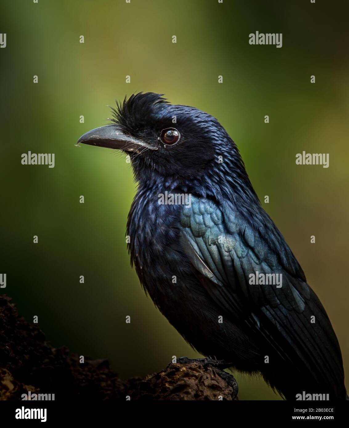 Racket tailed drongo hi-res stock photography and images - Alamy