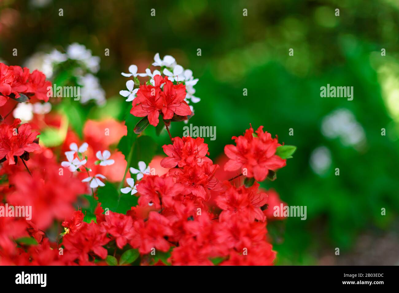 Natural red flowers in the park in spring Stock Photo - Alamy