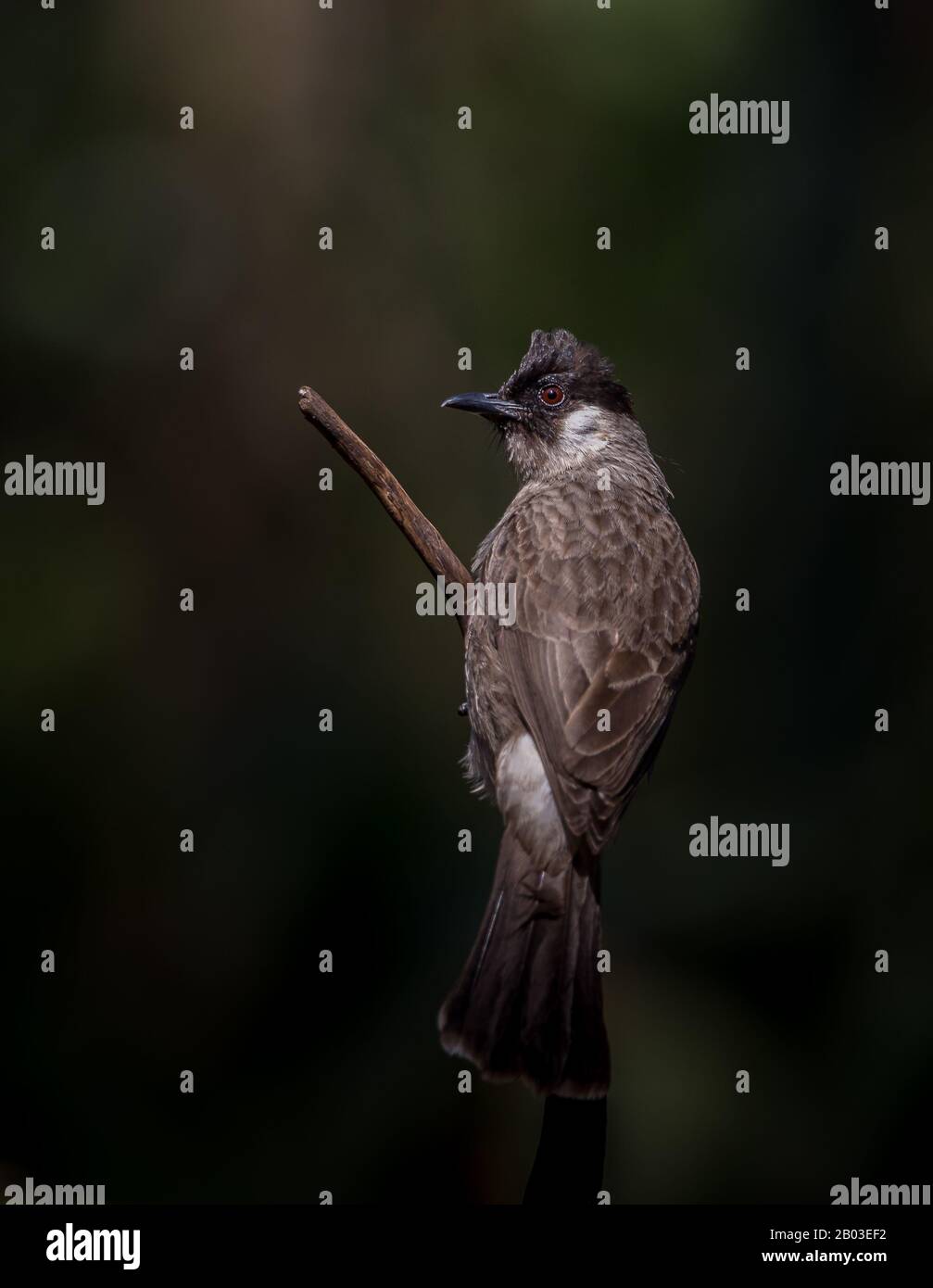 Sooty-headed Bulbul (Pycnonotus aurigaster) Photographing birds in ...